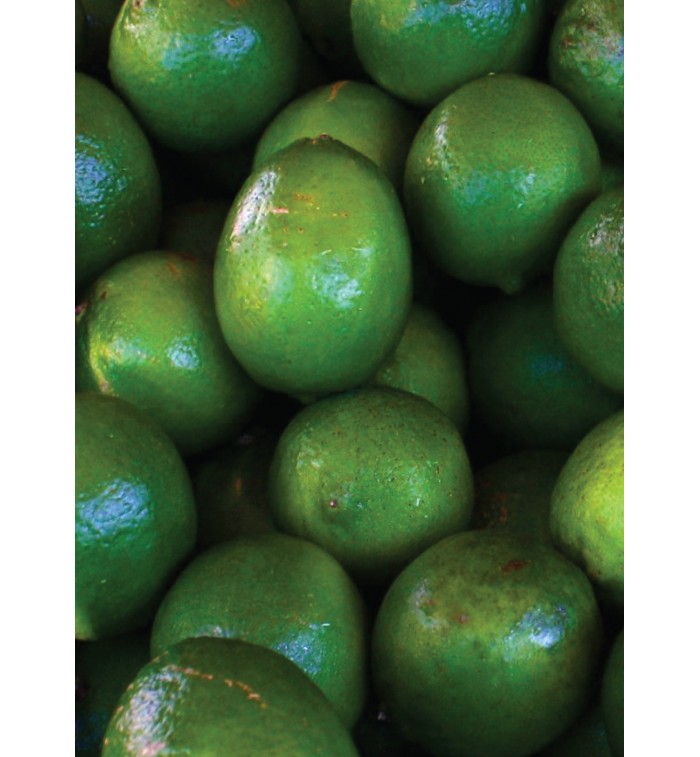 Lime Cold Pressed Essential Oil – The Aromatherapy Place Lime Cold Pressed Essential Oil – The Aromatherapy Place
